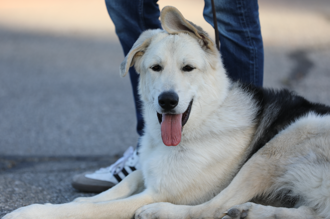 About Service Dogs - Operation Freedom Paws